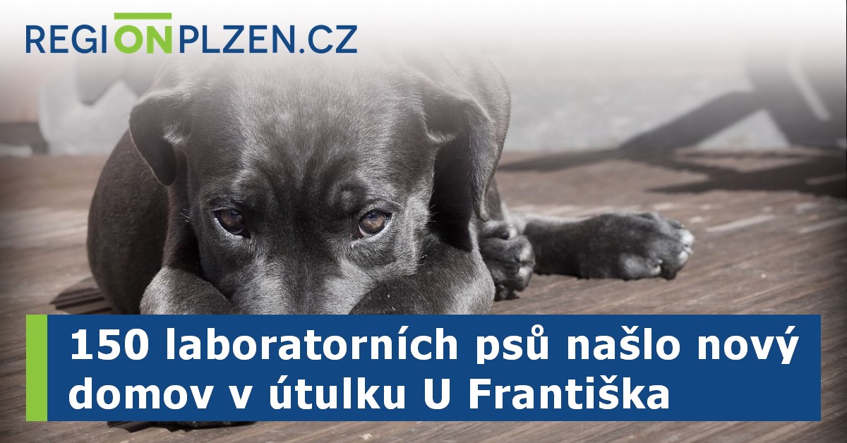 150 laboratorních psů našlo nový domov v útulku U Františka / BLOG - Plzeňský kraj | REGIONPLZEN.CZ