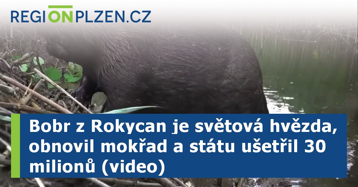 Bobr z Rokycan je světová hvězda, obnovil mokřad a státu ušetřil 30 ...