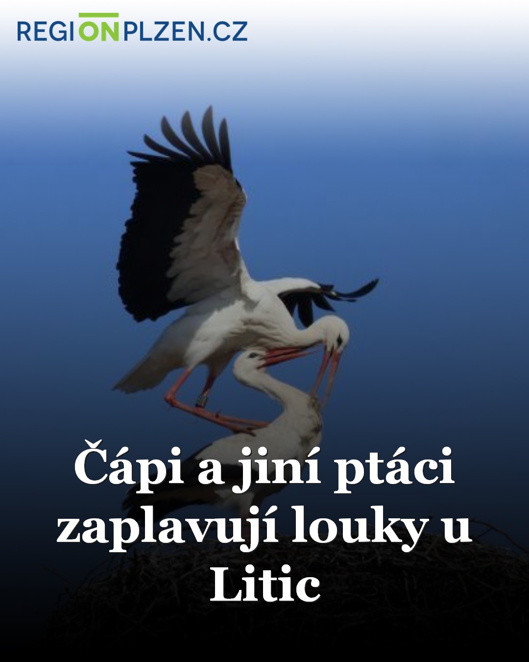 Čápi a jiní ptáci zaplavují louky u Litic / Zprávy - Plzeňský kraj ...