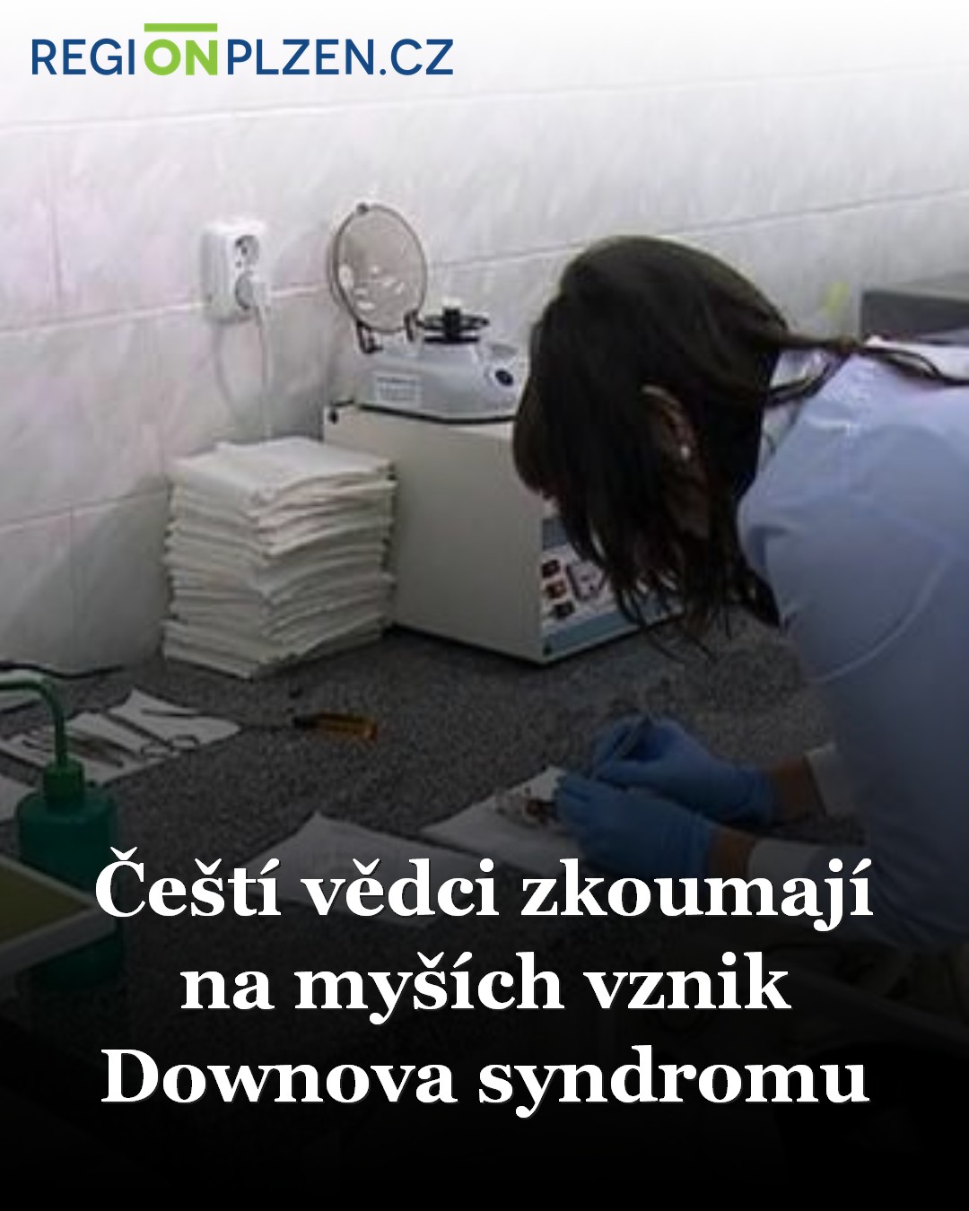 Čeští vědci zkoumají na myších vznik Downova syndromu / Zprávy ...