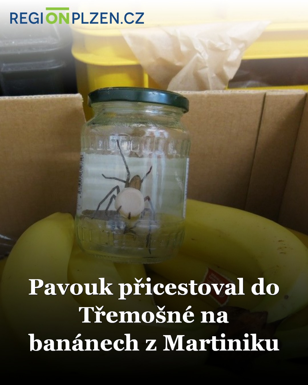 Pavouk přicestoval do Třemošné na banánech z Martiniku / Zprávy ...