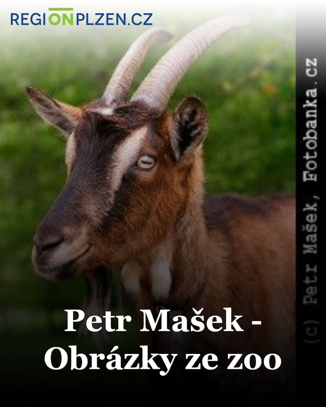 Petr Mašek - Obrázky ze zoo / Zprávy - Plzeňský kraj | REGIONPLZEN.CZ