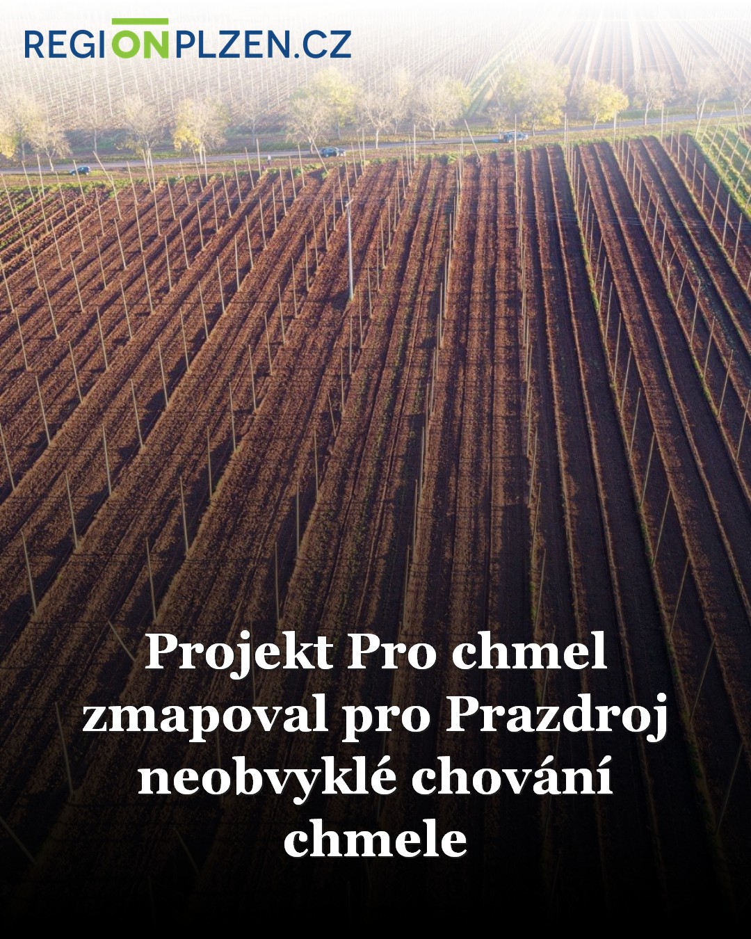 Projekt Pro chmel zmapoval pro Prazdroj neobvyklé chování chmele ...