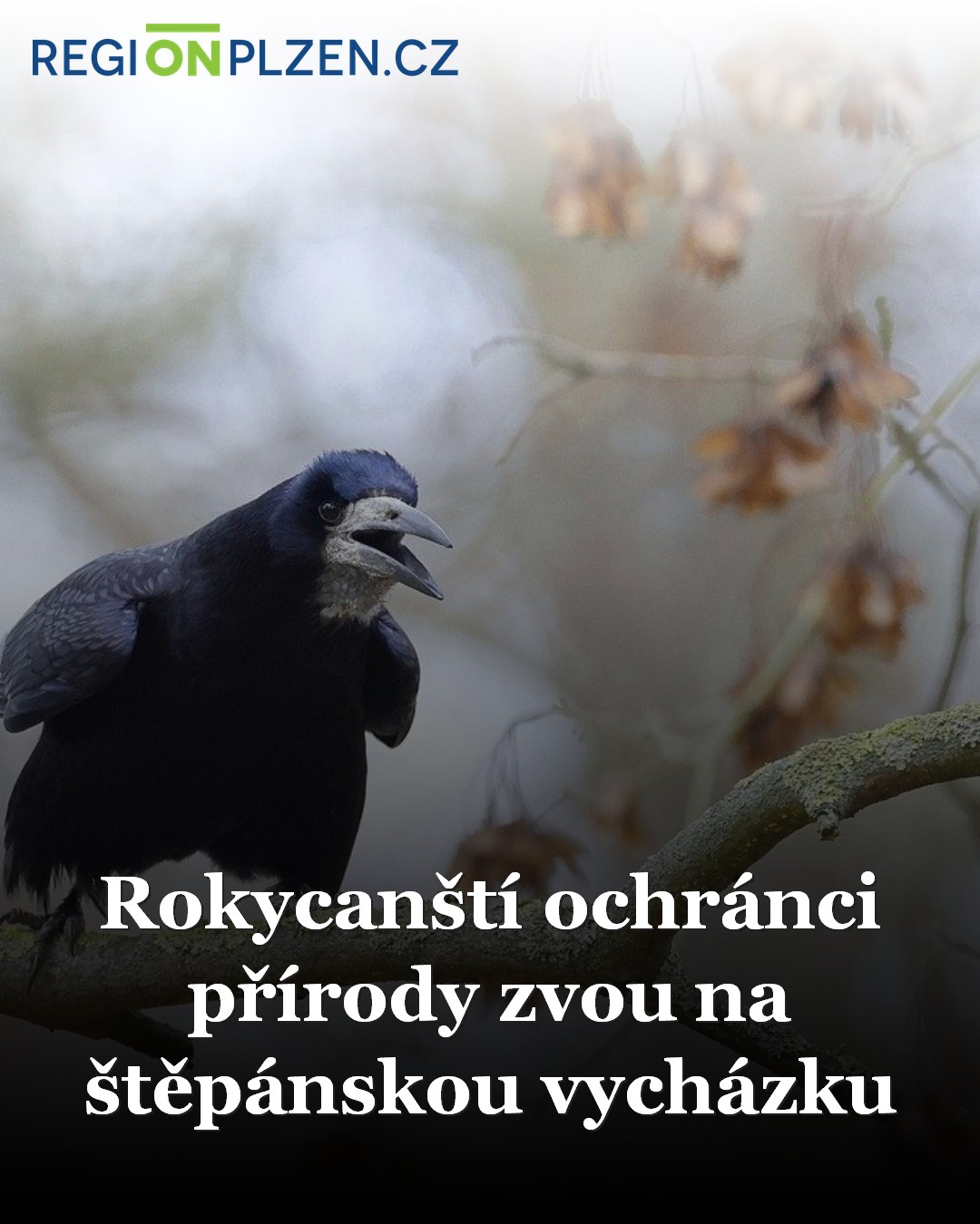 Rokycanští ochránci přírody zvou na štěpánskou vycházku / Zprávy ...