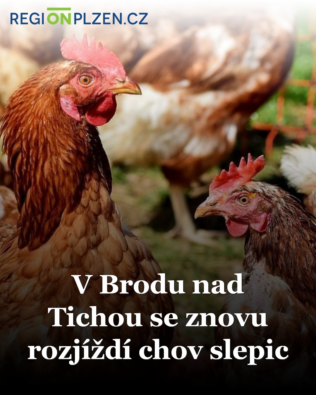 V Brodu nad Tichou se znovu rozjíždí chov slepic / Zprávy - Plzeňský ...