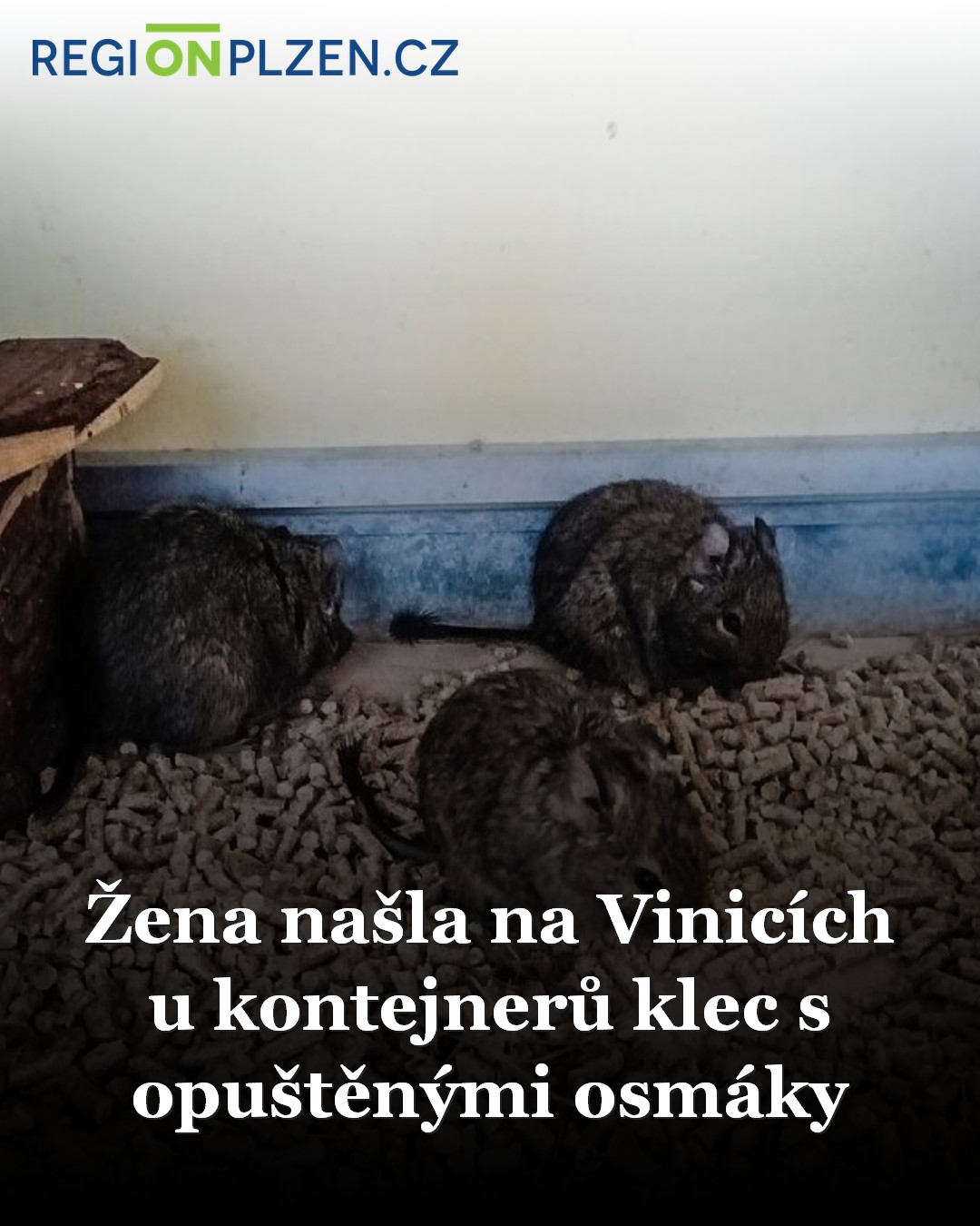 Žena našla na Vinicích u kontejnerů klec s opuštěnými osmáky / Zprávy ...